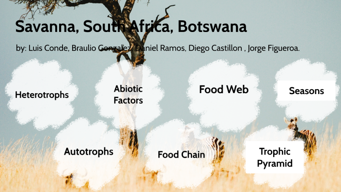 Savanna, South Africa, Botswana by BRAULIO GONZALEZ on Prezi