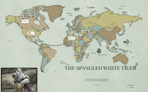 THE SPANGLED WHITE TIGER by zachary phillips on Prezi