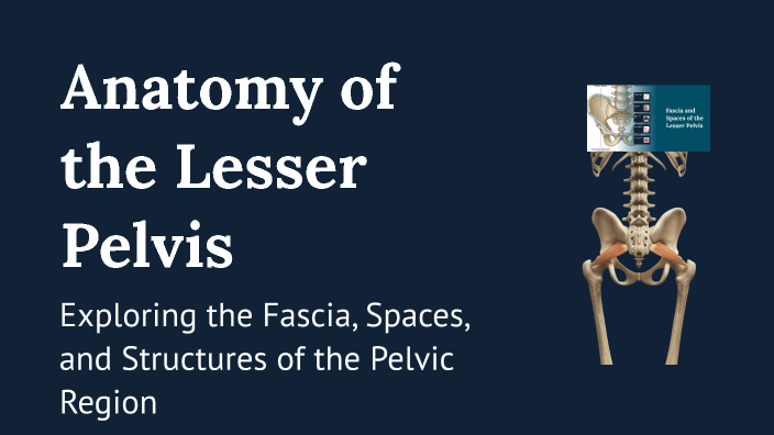 Anatomy of the Lesser Pelvis by Aliza Anwar on Prezi