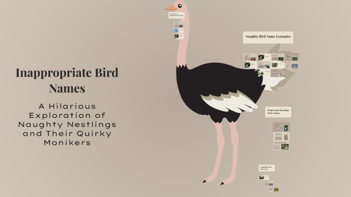 Inappropriate Bird Names by Dylan Rivera on Prezi