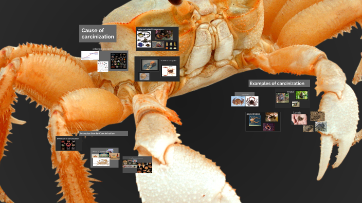 Carcinization by Keelan Kraften on Prezi