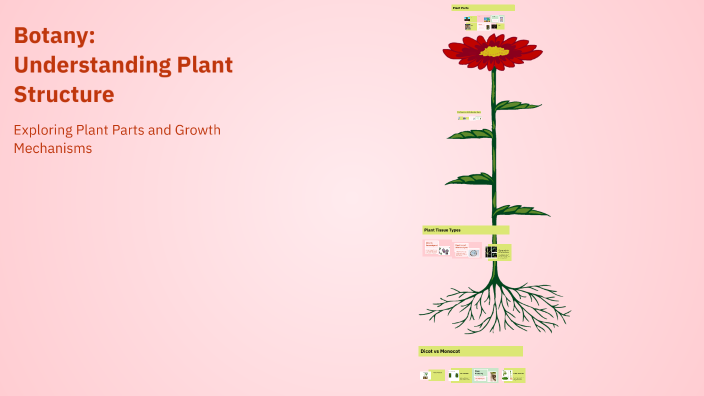 Botany: Understanding Plant Structure by CITLALY LOERA on Prezi