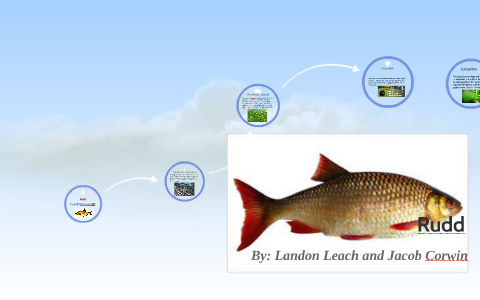 Rudd by landon leach on Prezi
