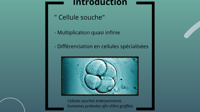 Les cellules souches by Romane C