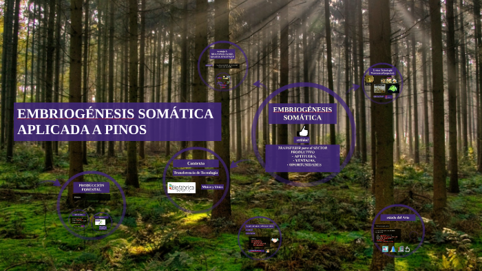 EMBRIOGÉNESIS SOMATICA APLICADO basico by guillermo salvatierra on Prezi