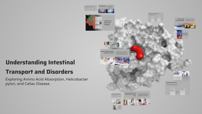 Understanding Intestinal Transport and Disorders by IBS on Prezi