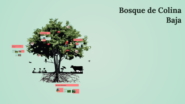 Bosque de Colina Baja by ruth noemi pinto correa on Prezi