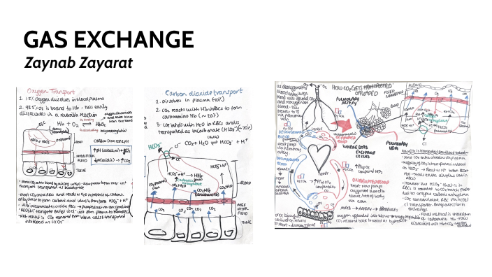 GAS EXCHAN by Zaynab Zayarat on Prezi