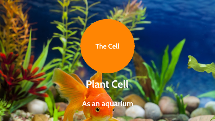 Cell Aquarium by Deirdre Smith on Prezi