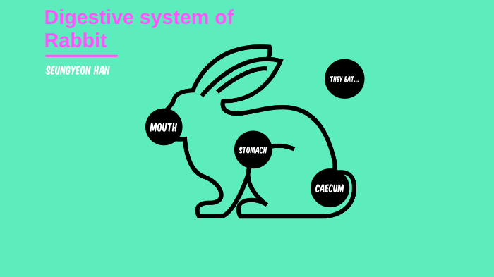 Digestive system of Rabbit by Seungyeon Han on Prezi