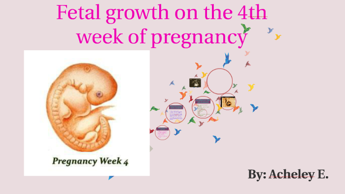 Fetal growth of the 4th week of pregnancy by Acheley Eugene