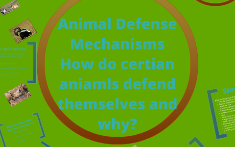 Animal Defense Mechanisms. by Caryn Eisert on Prezi
