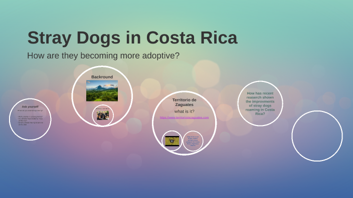 stray dogs in costa rica by skyler rich on Prezi