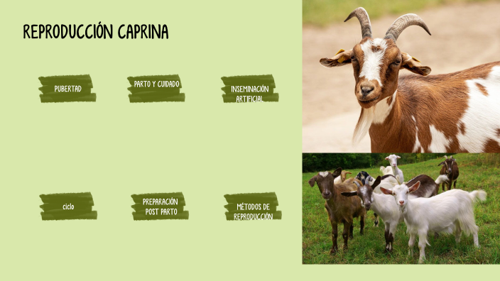 reproducción caprina by pilar palacio on Prezi
