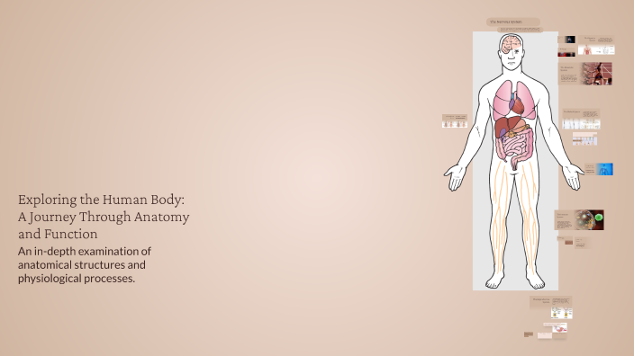 Exploring the Human Body: A Journey Through Anatomy and Function by ...