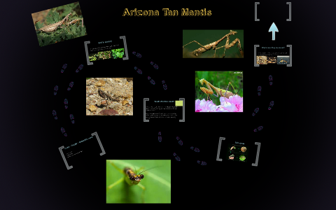 Arizona Tan Mantis by Shelby Lockhart