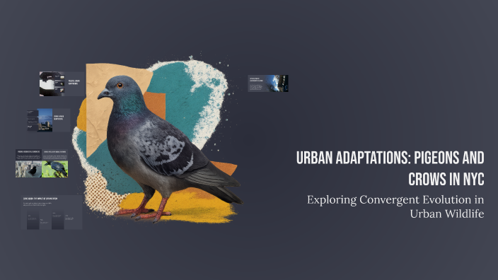Urban Adaptations: Pigeons and Crows in NYC by kearan Jeetoo on Prezi