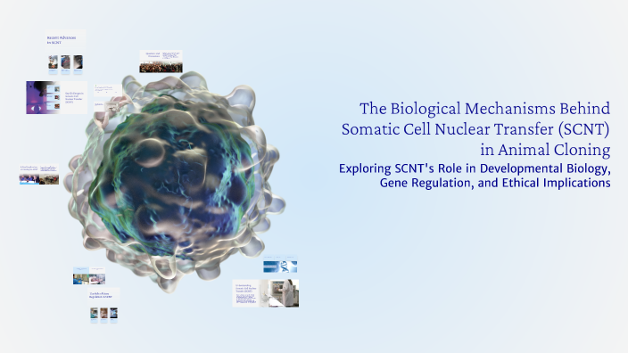 The Biological Mechanisms Behind Somatic Cell Nuclear Transfer (SCNT ...