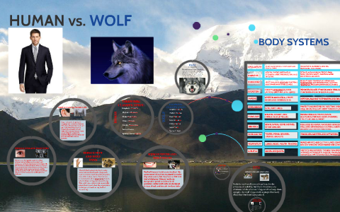 HUMAN vs. WOLF by walker manning on Prezi