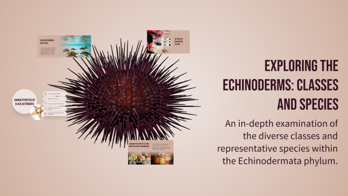 Exploring the Echinoderms: Classes and Species by •익명의• on Prezi