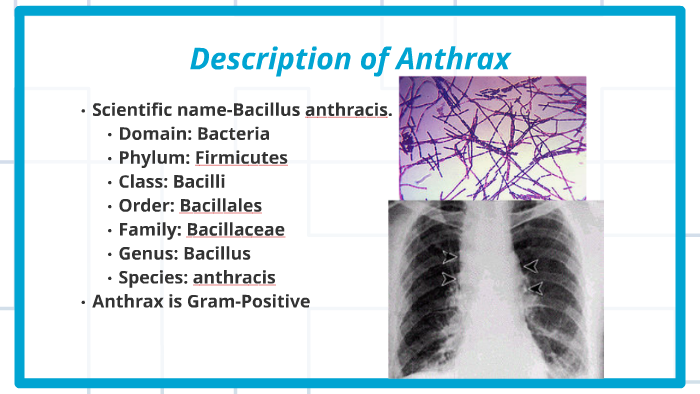 Bio disease project by devin fink on Prezi