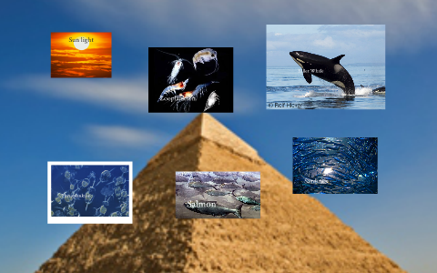 Food Pyramid by Darcy Fleming on Prezi