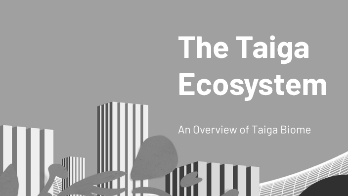 The Taiga Ecosystem by Dexter Young on Prezi