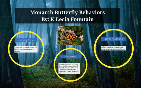Monarch Butterfly Behaviors by K'Lecia Fountain