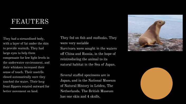 Japanese sea Lion by V4MP Uwu