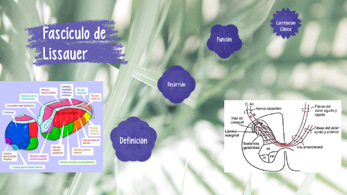 Fascículo by Andrea Díaz on Prezi