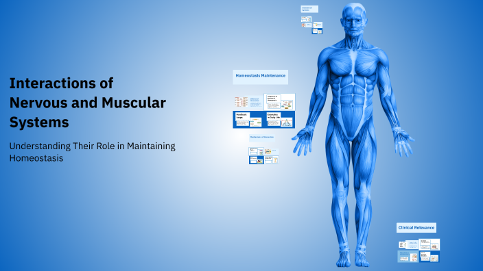 Interactions of Nervous and Muscular Systems by Gage Gomez on Prezi