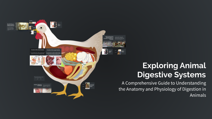 Exploring Animal Digestive Systems by GageJaxon on Prezi