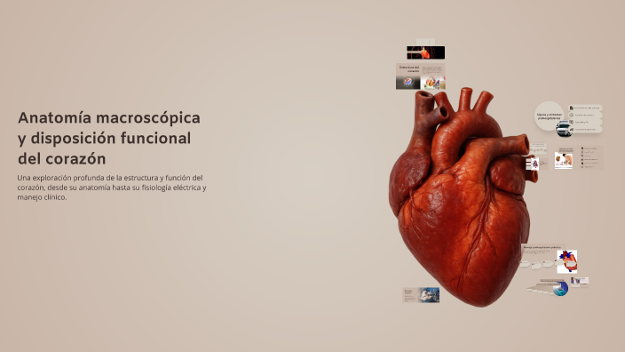 Anatomía macroscópica y disposición funcional del corazón by Javier ...