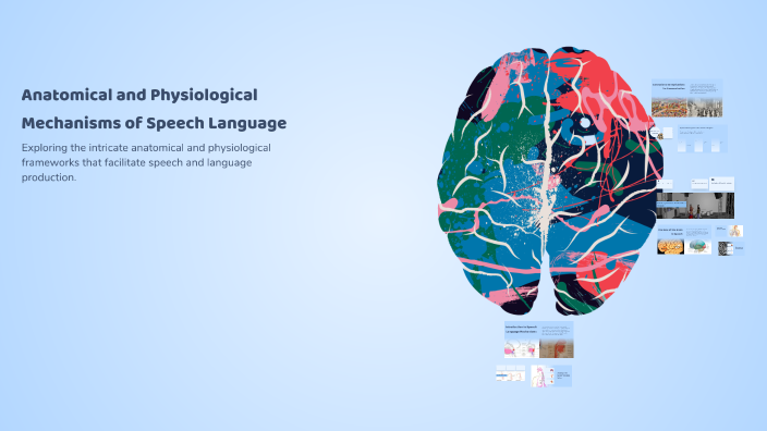 Anatomical and Physiological Mechanisms of Speech Language by Айтолкын ...