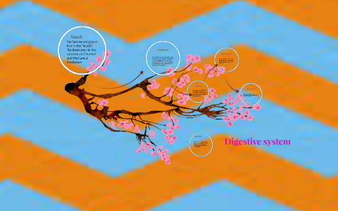 DIGESTIVE SYSTEM BY: HAILEY RIDDLE by hailey riddle on Prezi