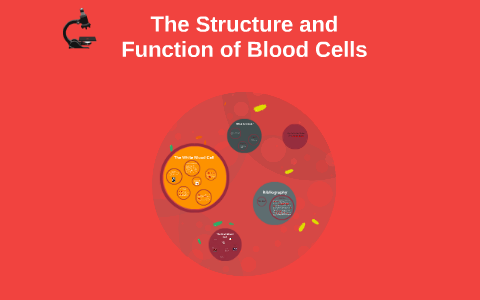 The Structure and Function of Blood Cells by Amna Ayub on Prezi