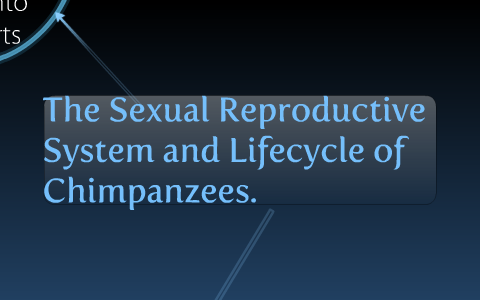 The Reproduction System Of A Chimpanzee. by cody hipp on Prezi