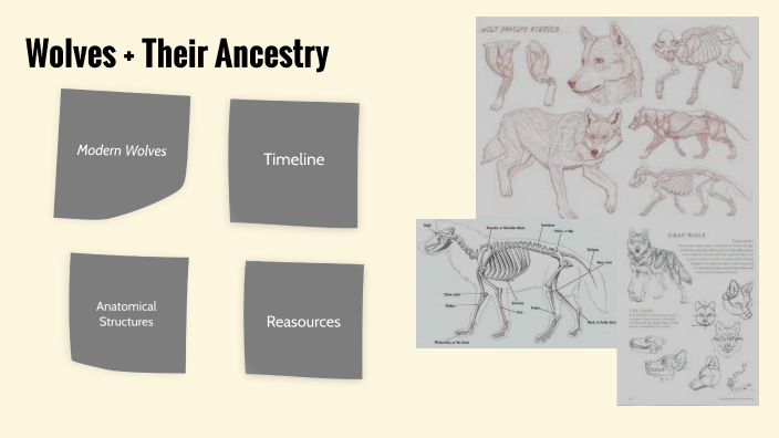 Wolf Family Tree by Mateo Jr Ryan on Prezi