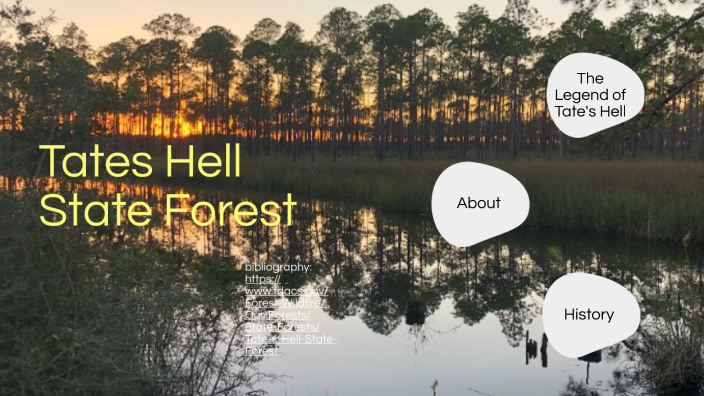 Tate's Hell State Forest by grace cassels on Prezi