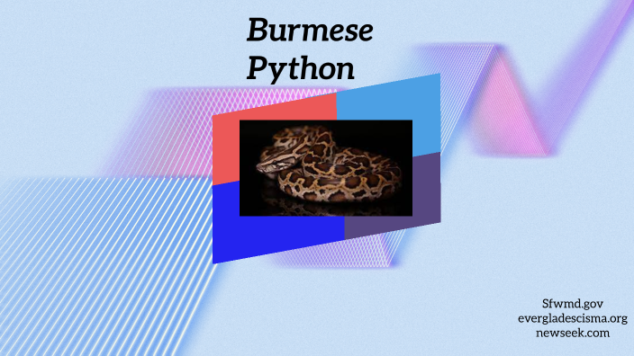 Burmese Python Presentation by Michelle Holland on Prezi