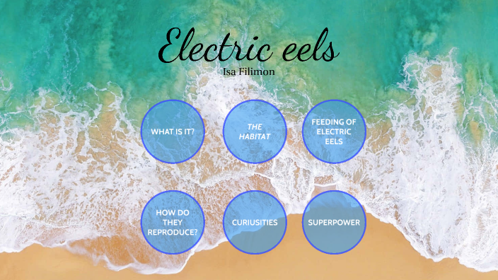 Electric eel by Andreea Filimon on Prezi