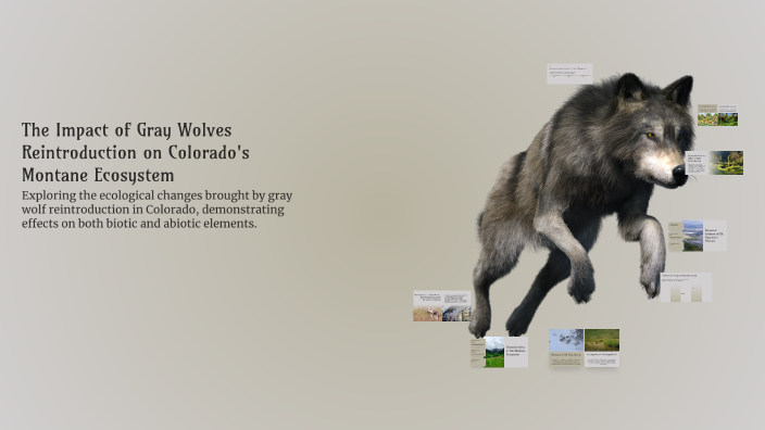 The Impact of Gray Wolves Reintroduction on Colorado's Montane ...