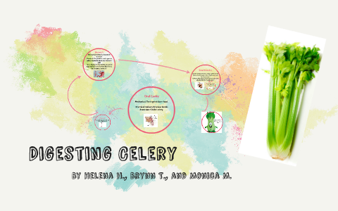 Digesting Celery by on Prezi