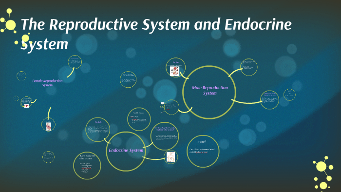 Reproductive and Endocrine Systems by Mario Gutiérrez on Prezi