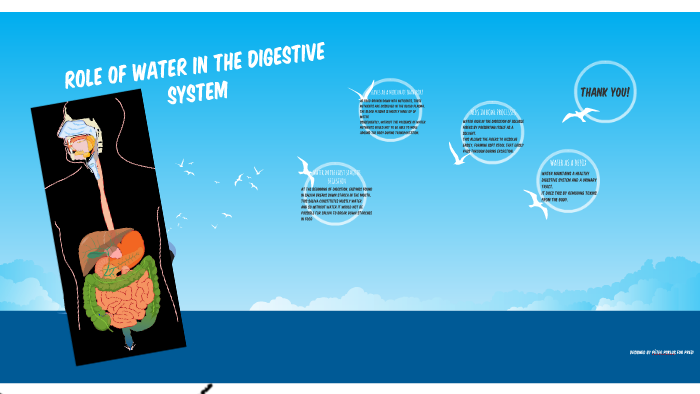 ROLE OF WATER IN THE DIGESTIVE SYSTEM by on Prezi