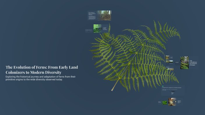 The Evolution of Ferns: From Early Land Colonizers to Modern Diversity ...