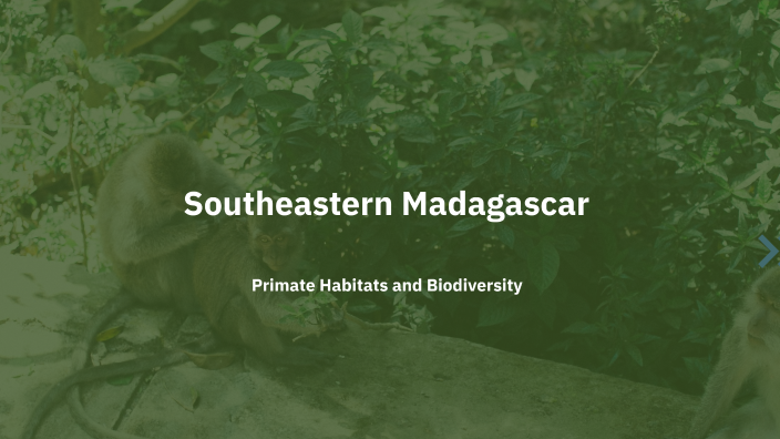 Primates of Southeastern Madagascar by Brittany Maness on Prezi
