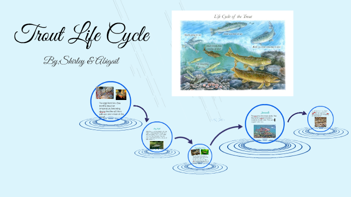 Trout Life Cycle by Abigail Cepeda on Prezi