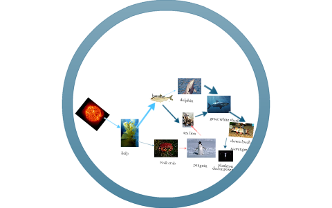 Underwater food web by eli b on Prezi