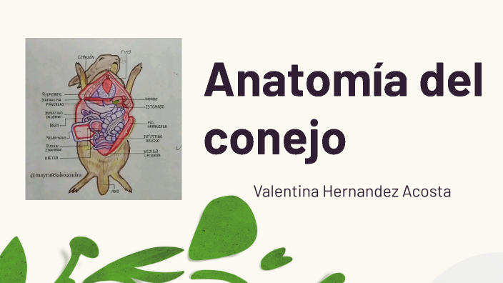 Anatomia del conejo by Valentina Hernandez Acosta on Prezi